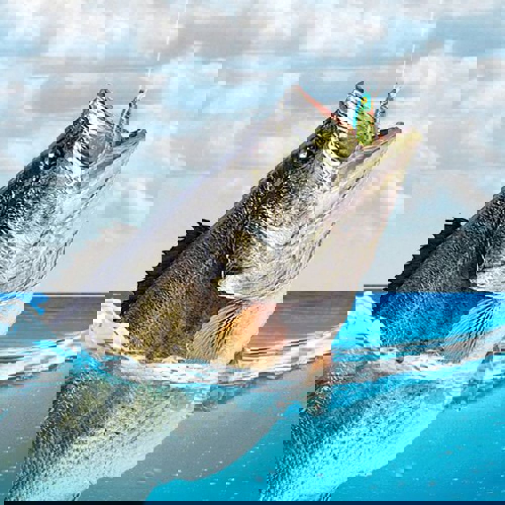 3D Arcade Fishing Review (PS5) - MetaGame.guide